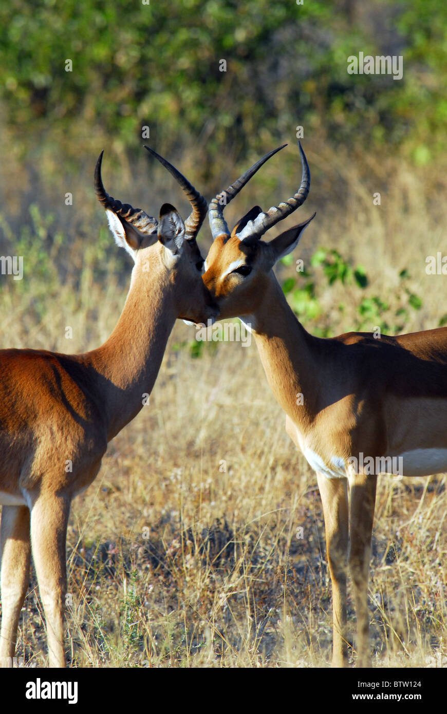 Impala Deer High Resolution Stock Photography and Images - Alamy