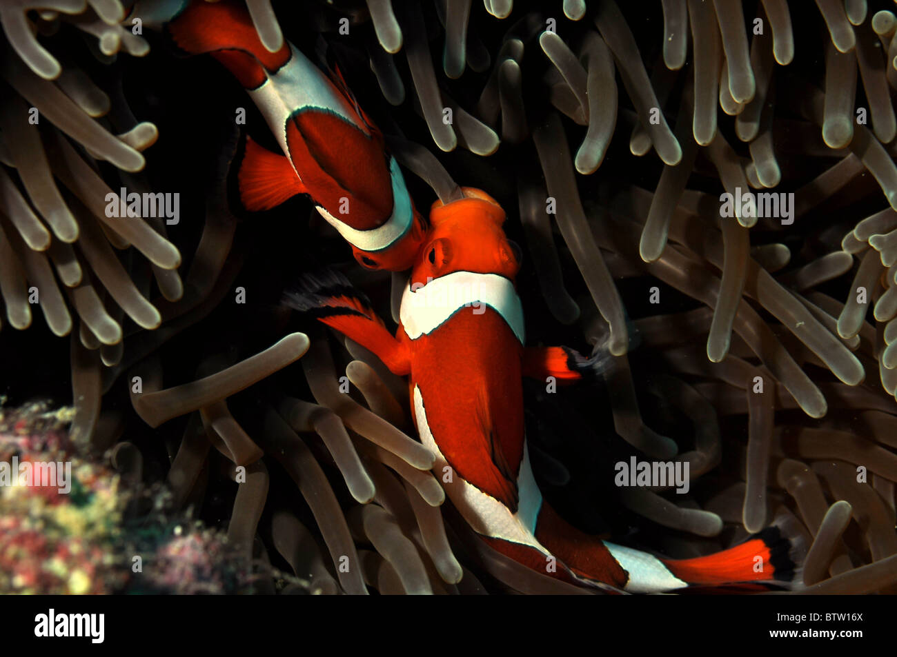 Poisson clown hi-res stock photography and images - Alamy