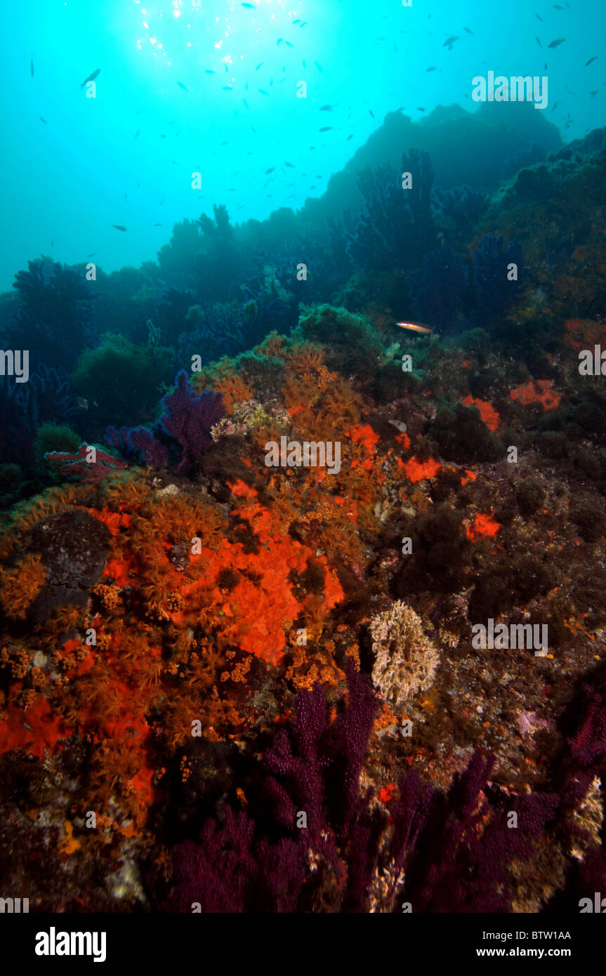 Poissons de corail hi-res stock photography and images - Alamy