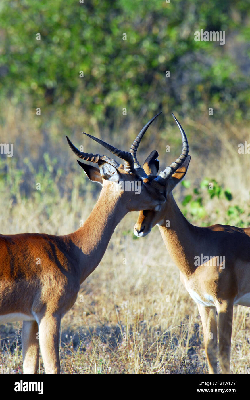 Impala Deer High Resolution Stock Photography and Images - Alamy