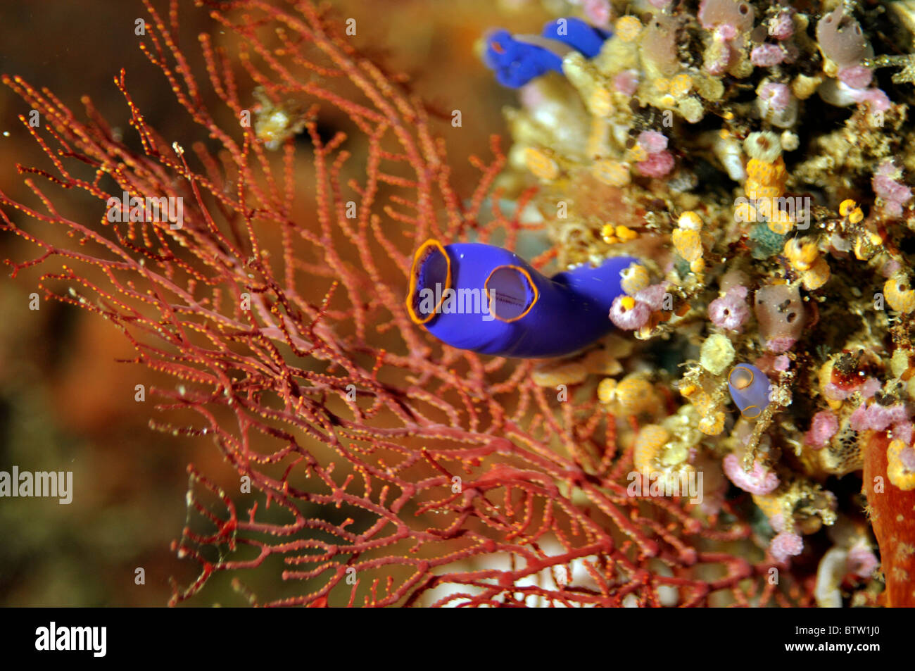 Philippines corals, ascidies Stock Photo - Alamy