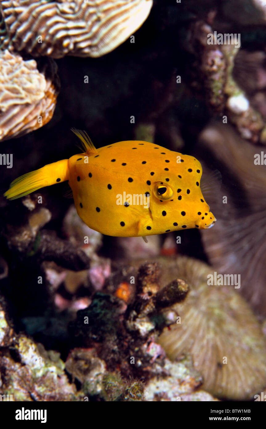 Poisson coffre hi-res stock photography and images - Alamy