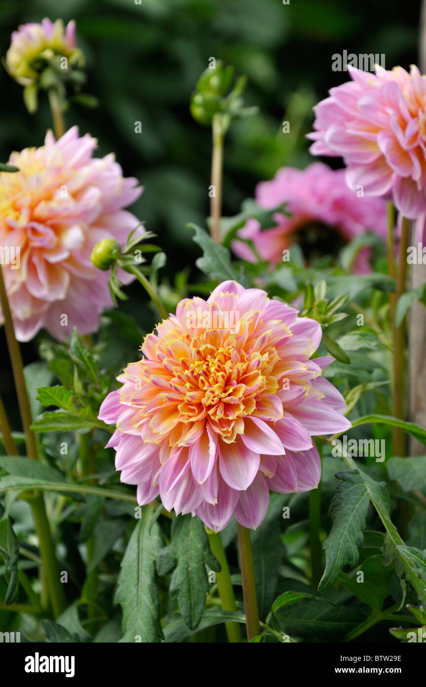 Anemone-flowered dahlia (Dahlia Heini Stock Photo - Alamy