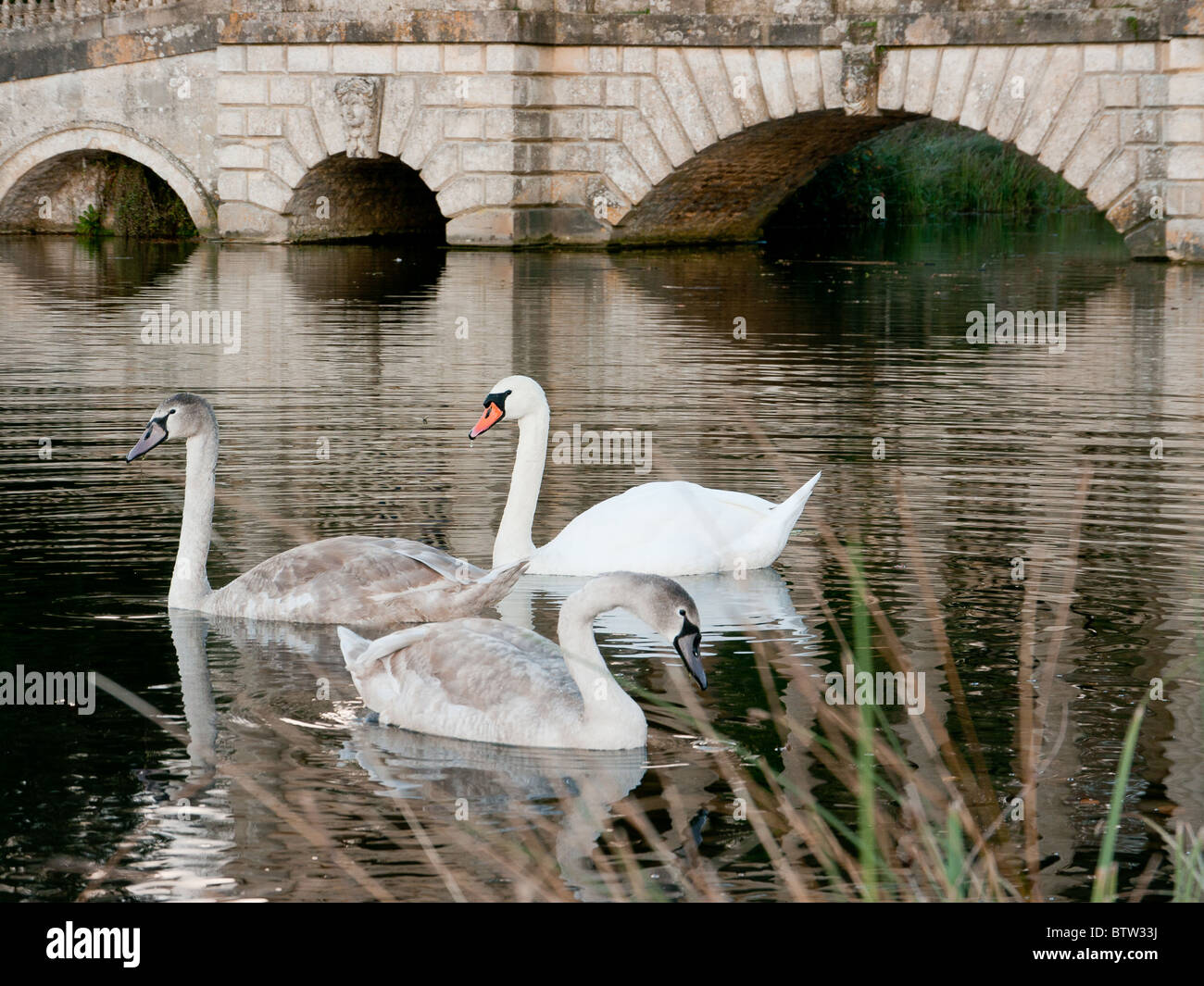 Swans at Palladin Bridge, in Stowe Landscape Gardens, Buckingham, Bucks ...