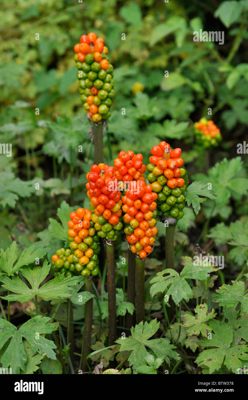Red berries arum poisonous hi-res stock photography and images - Alamy