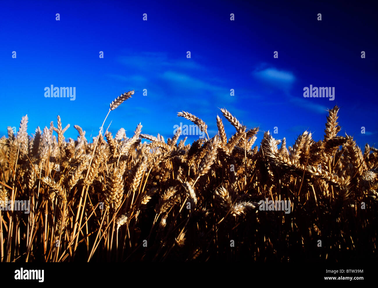 Haggardstown, Dundalk, Co Louth, Ireland, Wheat Stock Photo - Alamy