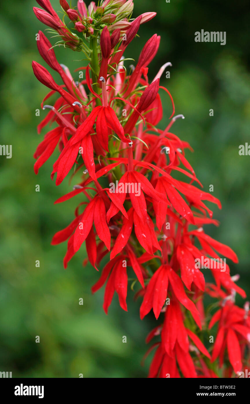 Cardinal flower (Lobelia cardinalis Stock Photo - Alamy