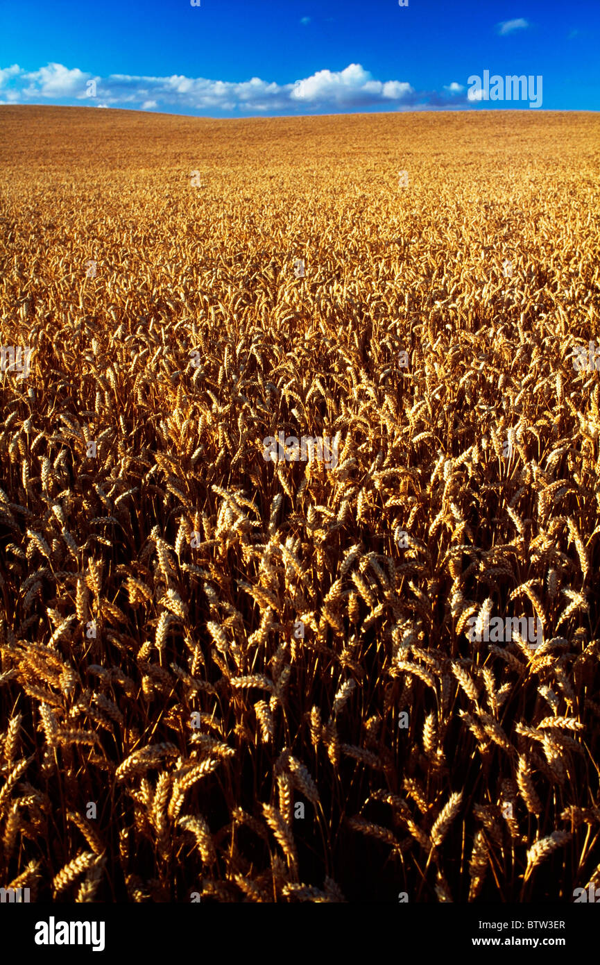 Haggardstown, Dundalk, Co Louth, Ireland, Wheat Stock Photo - Alamy