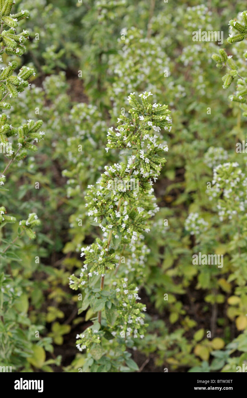 Syrian oregano (Origanum syriacum Stock Photo - Alamy