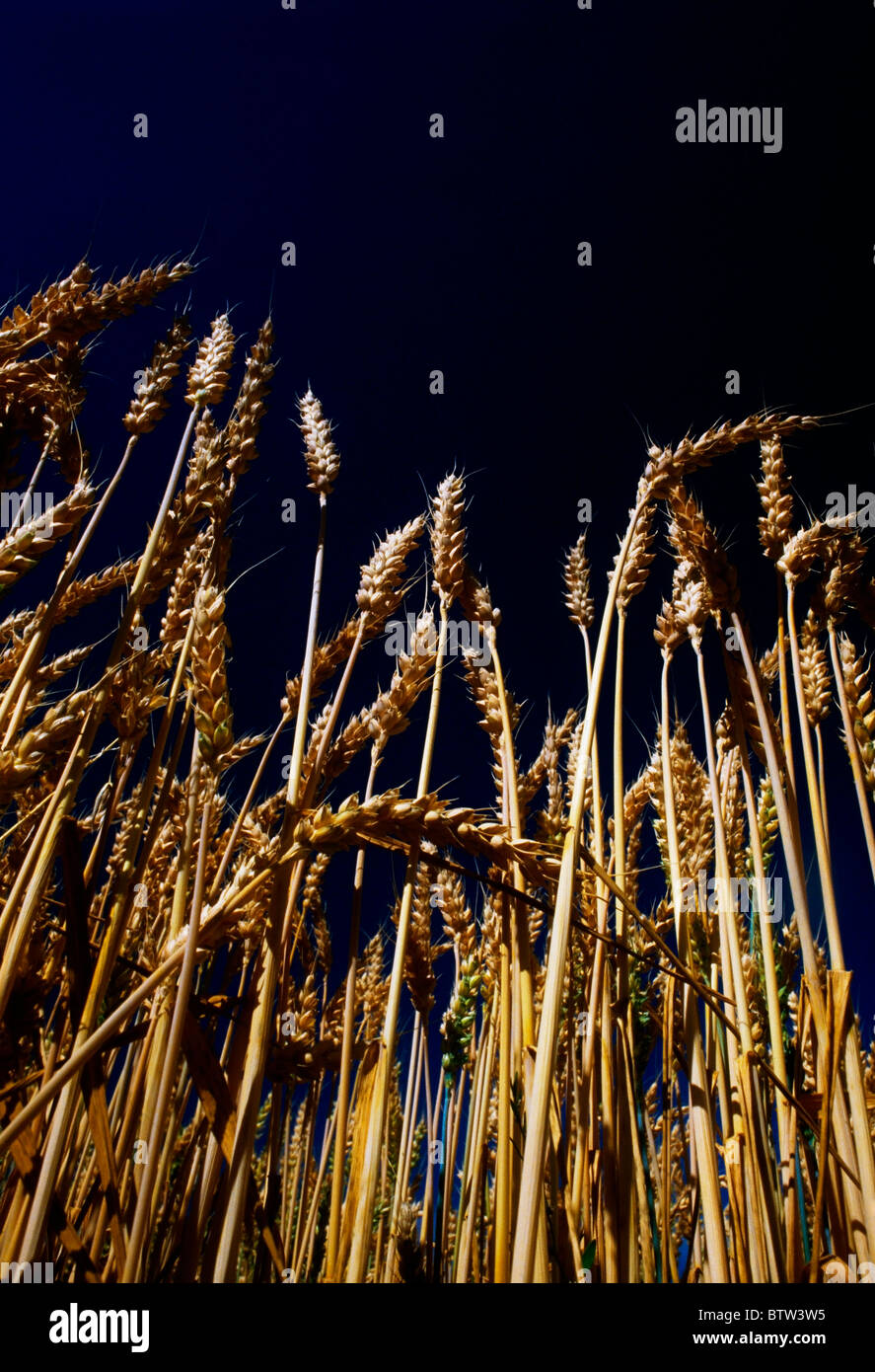 Wheat stocks hi-res stock photography and images - Alamy