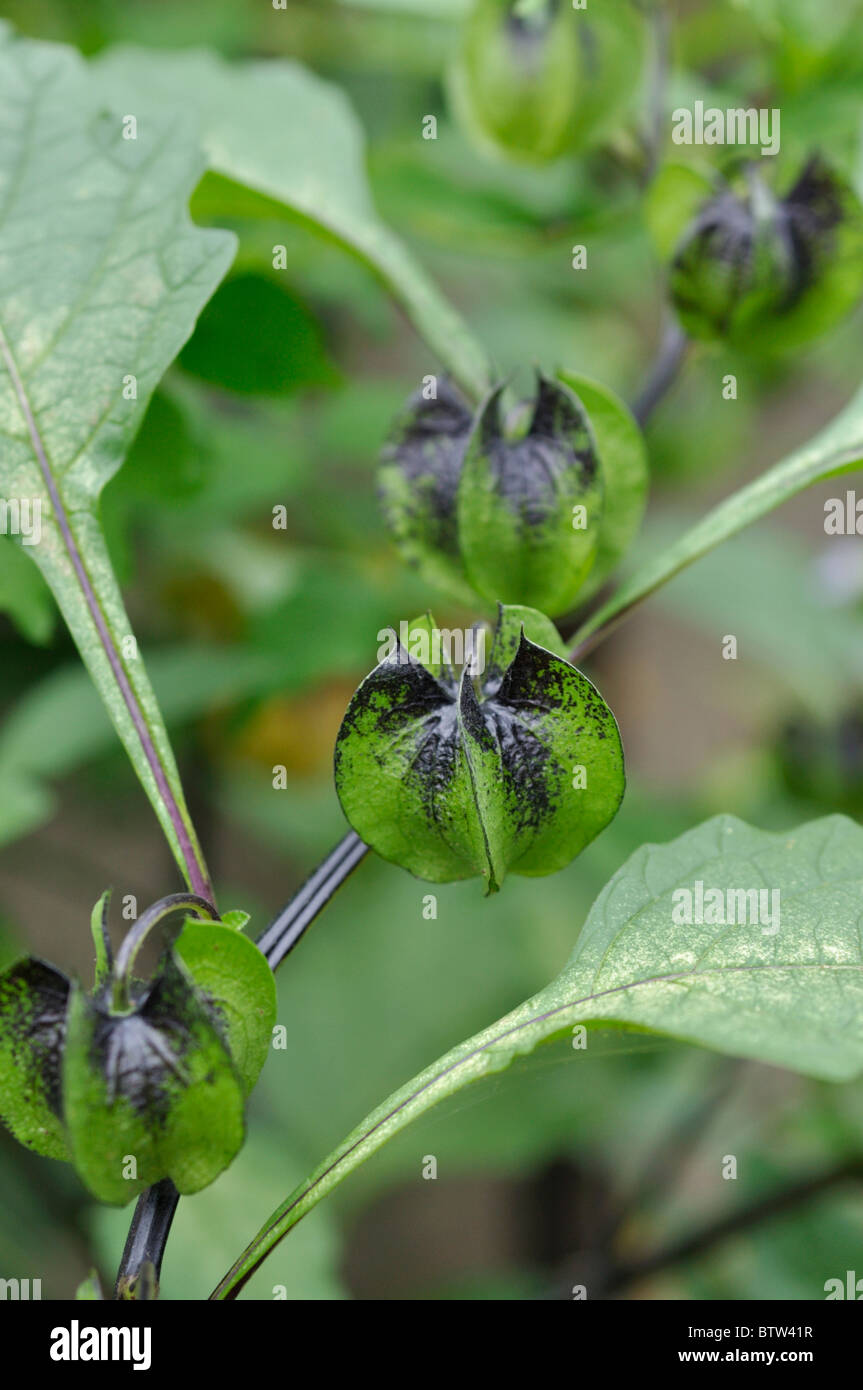 Peru fruit hi-res stock photography and images - Alamy