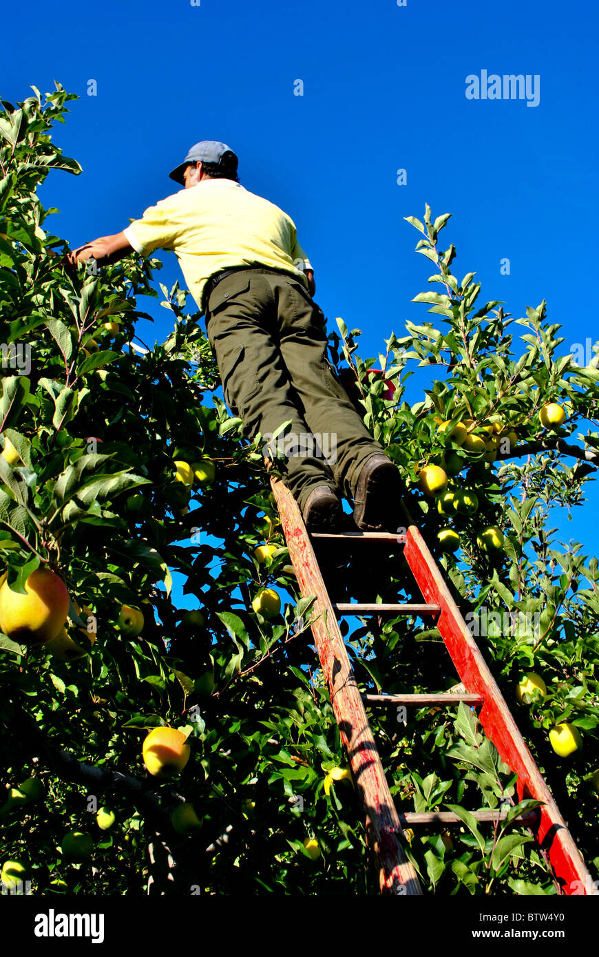 apple picking with a wooden ladder Stock Photo - Alamy