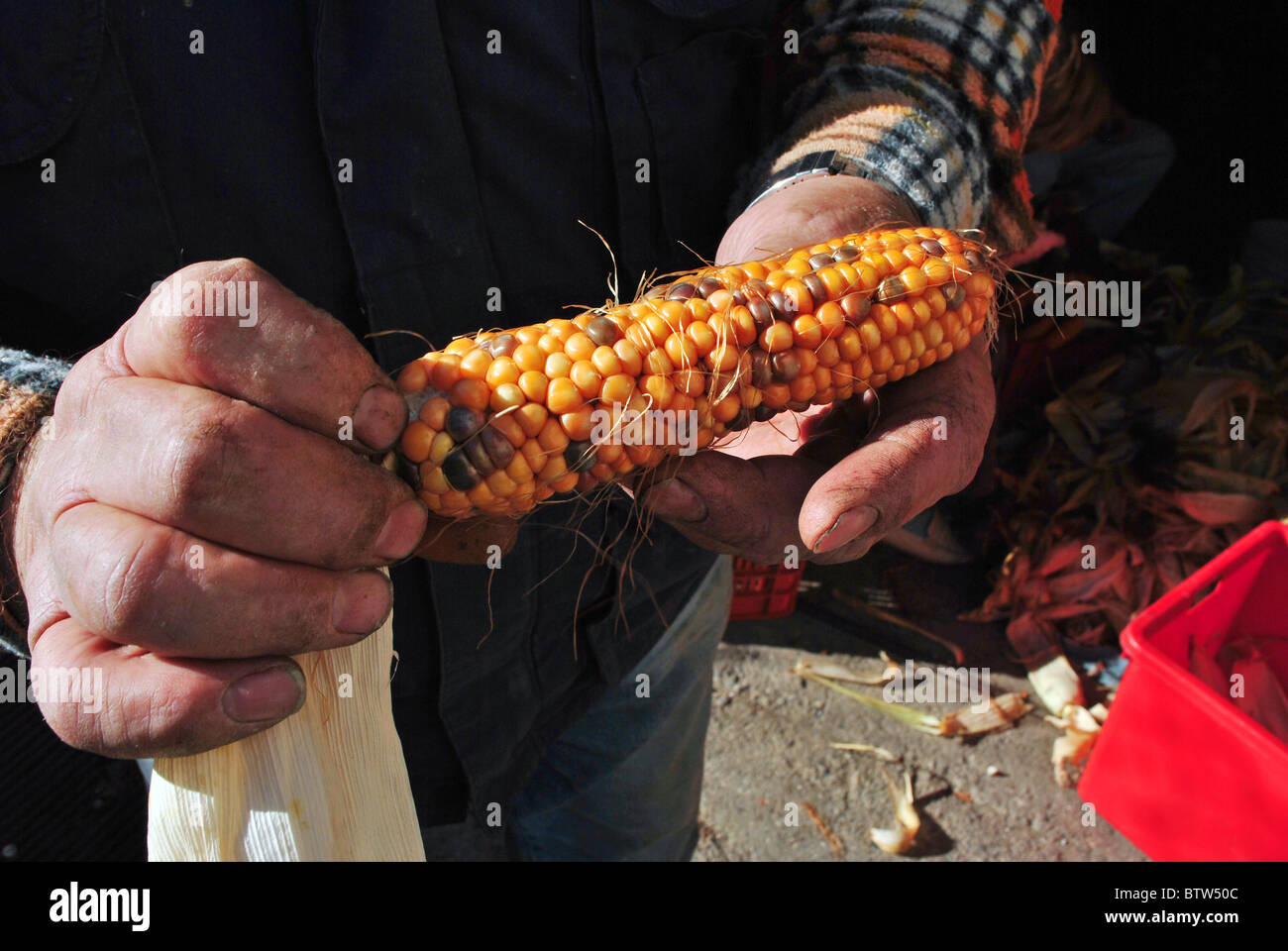 red and yellow corn just picked Stock Photo - Alamy