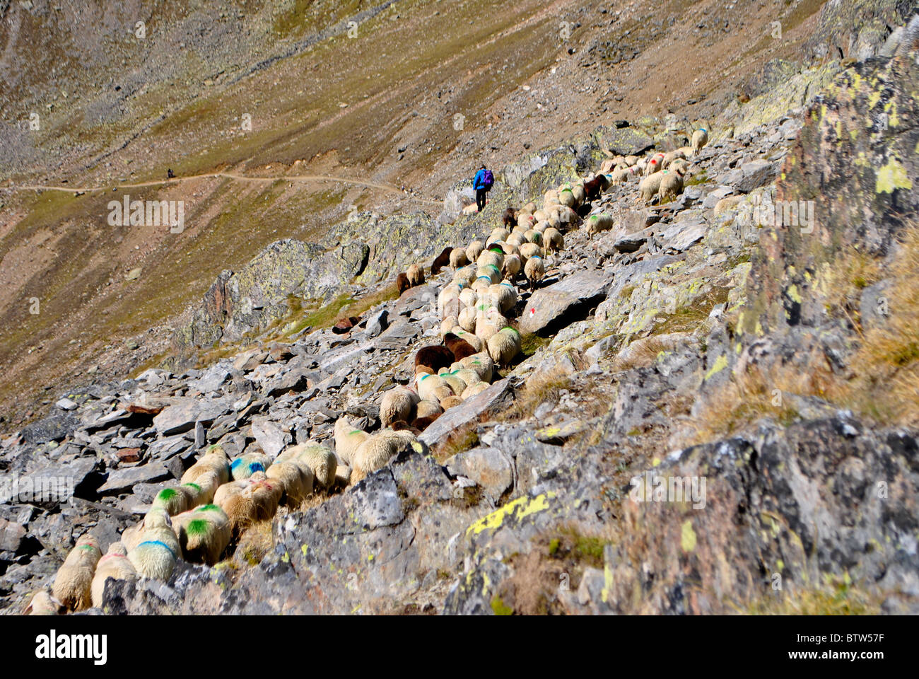Sheep migration hi-res stock photography and images - Alamy