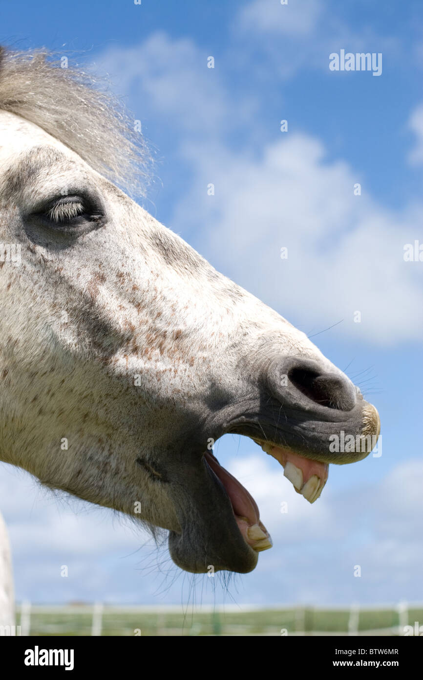 Connemara pony set against a nice blue sky with white cloud. He is ...