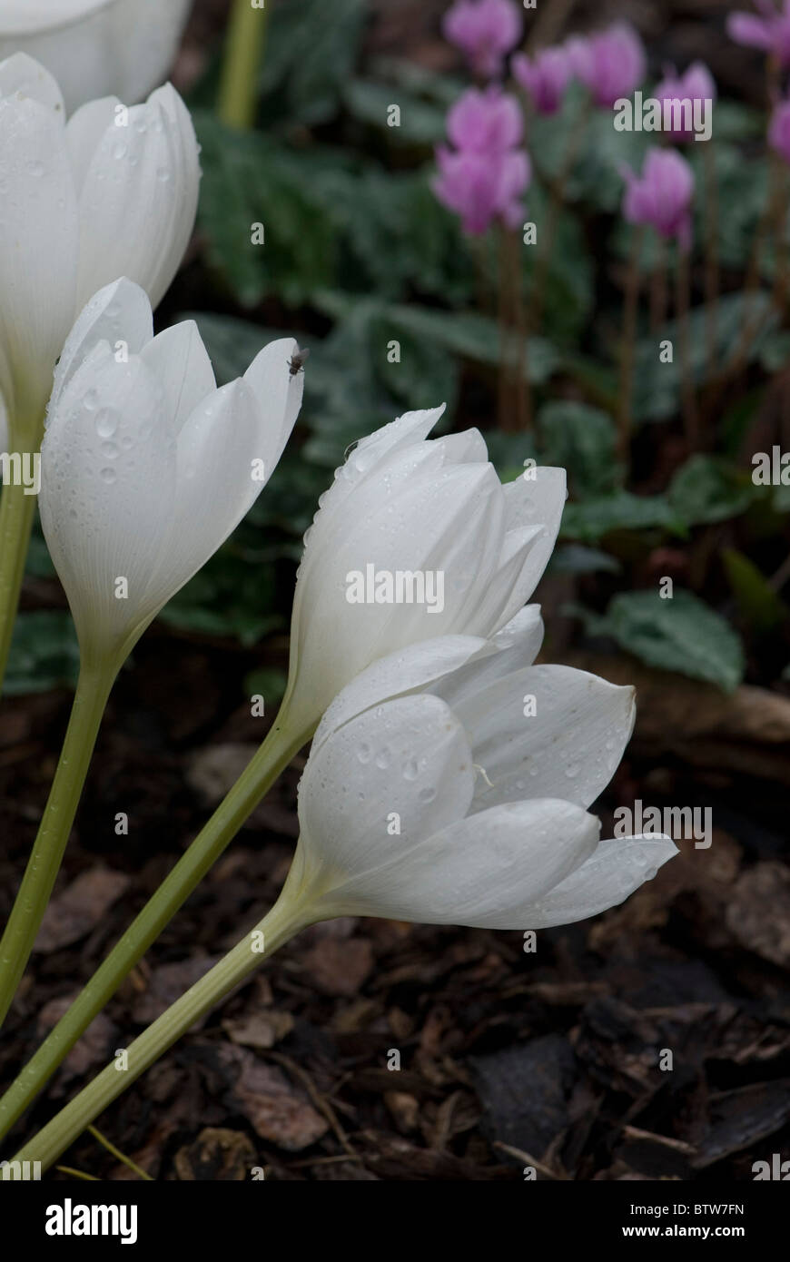 White Autumn Crocus