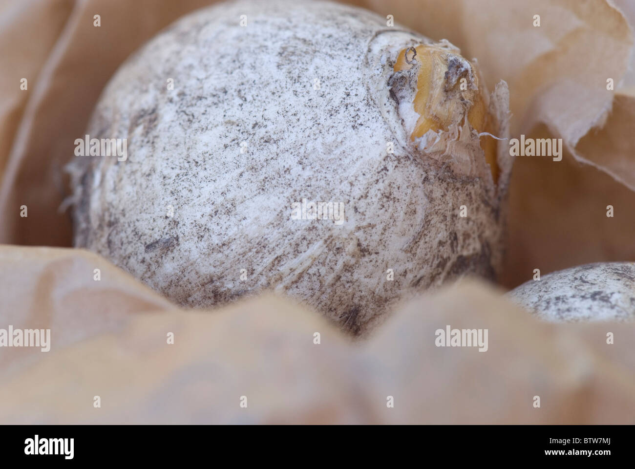 Tunicate bulb hi-res stock photography and images - Alamy