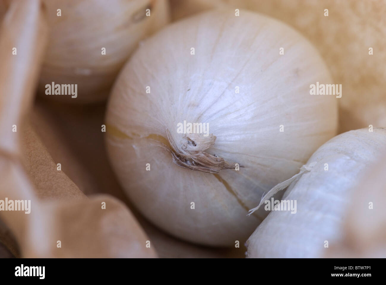 Tunicate bulb hi-res stock photography and images - Alamy