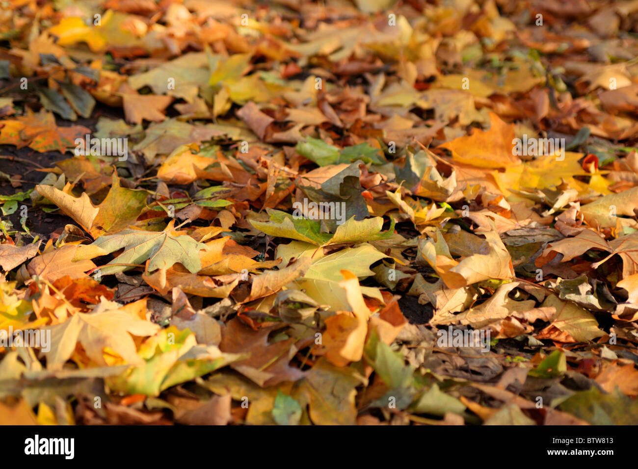 Different colored maple tree leaves on the ground in Autumn Stock Photo ...