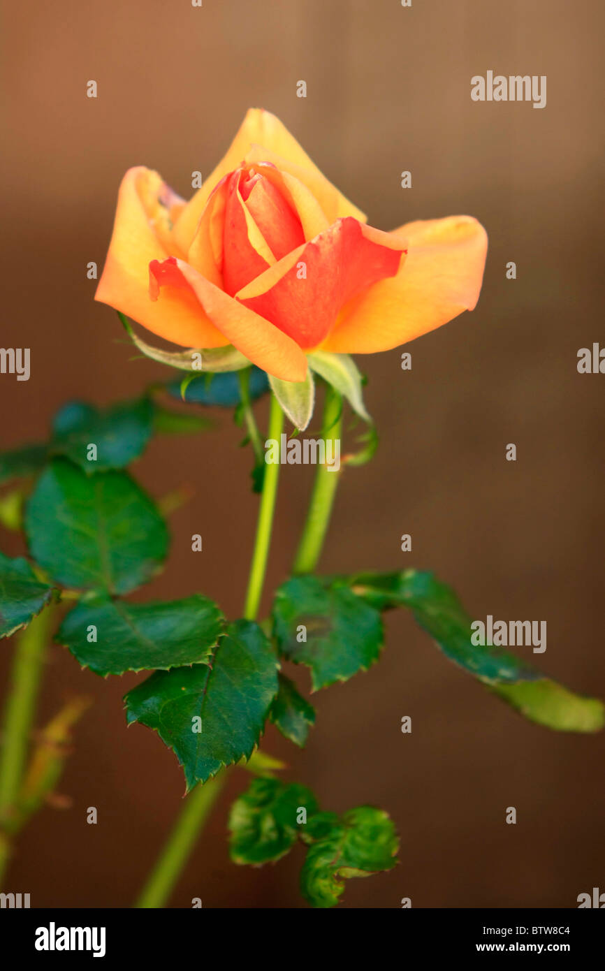 Alpine plants flowerbed hi-res stock photography and images - Alamy