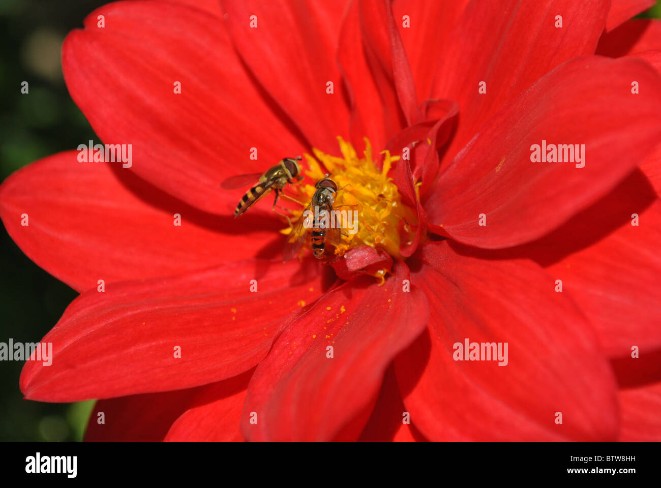 Red decorative dahlia hi-res stock photography and images - Alamy