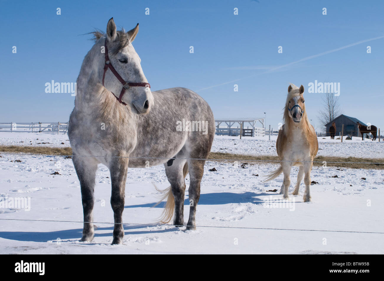 Thoroughbred horse in winter hi-res stock photography and images - Alamy