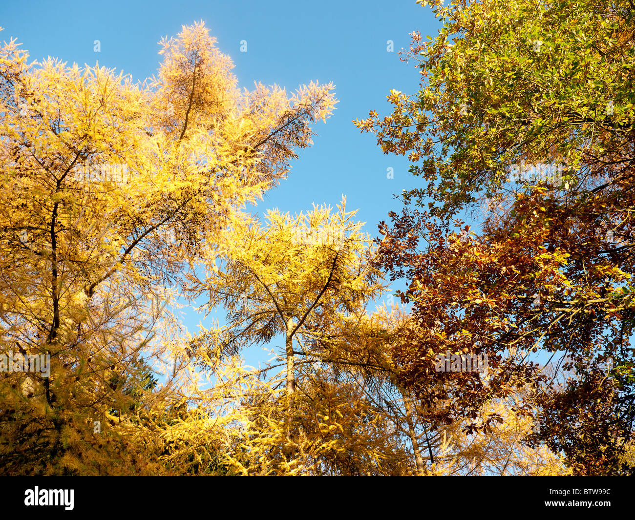Beech tree autumn foliage in Stowe Landscape Gardens, Buckingham, Bucks ...