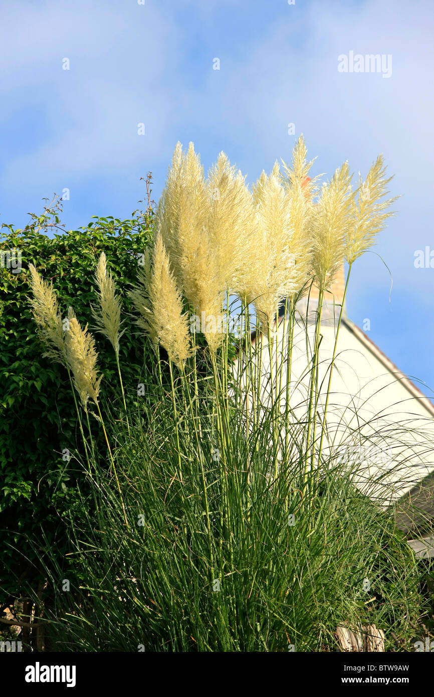 Closeup pampas grass plumes hi-res stock photography and images - Alamy