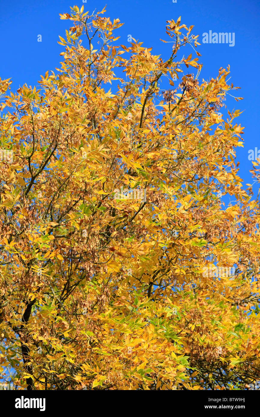 The yellowing leaves of the Common Ash tree in England's Autumn season ...