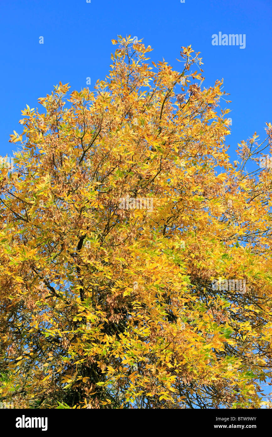 Common ash tree with autumn leaves hi-res stock photography and images ...