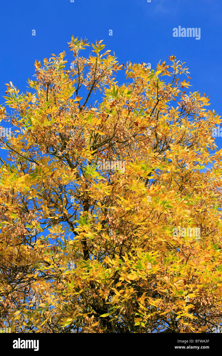 The yellowing leaves of the Common Ash tree in England's Autumn season ...