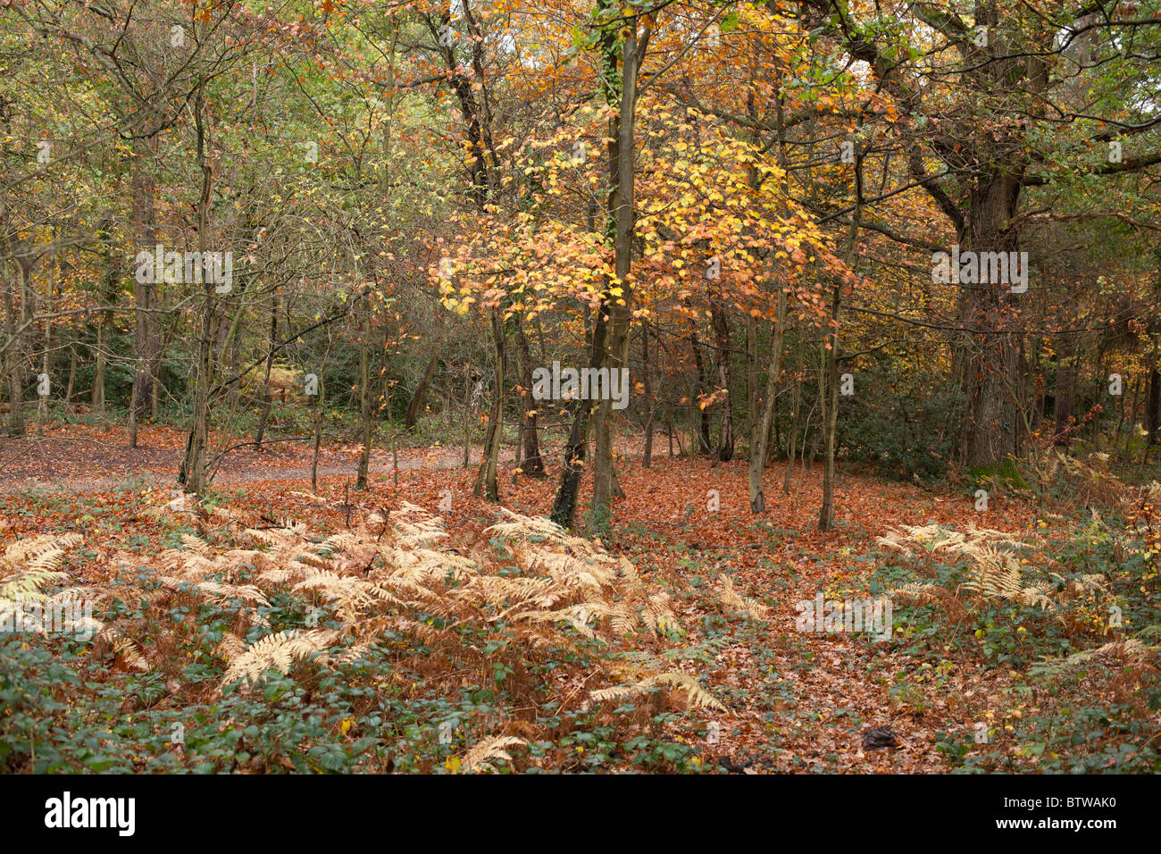 Woodland scene autumn leaves Stock Photo - Alamy