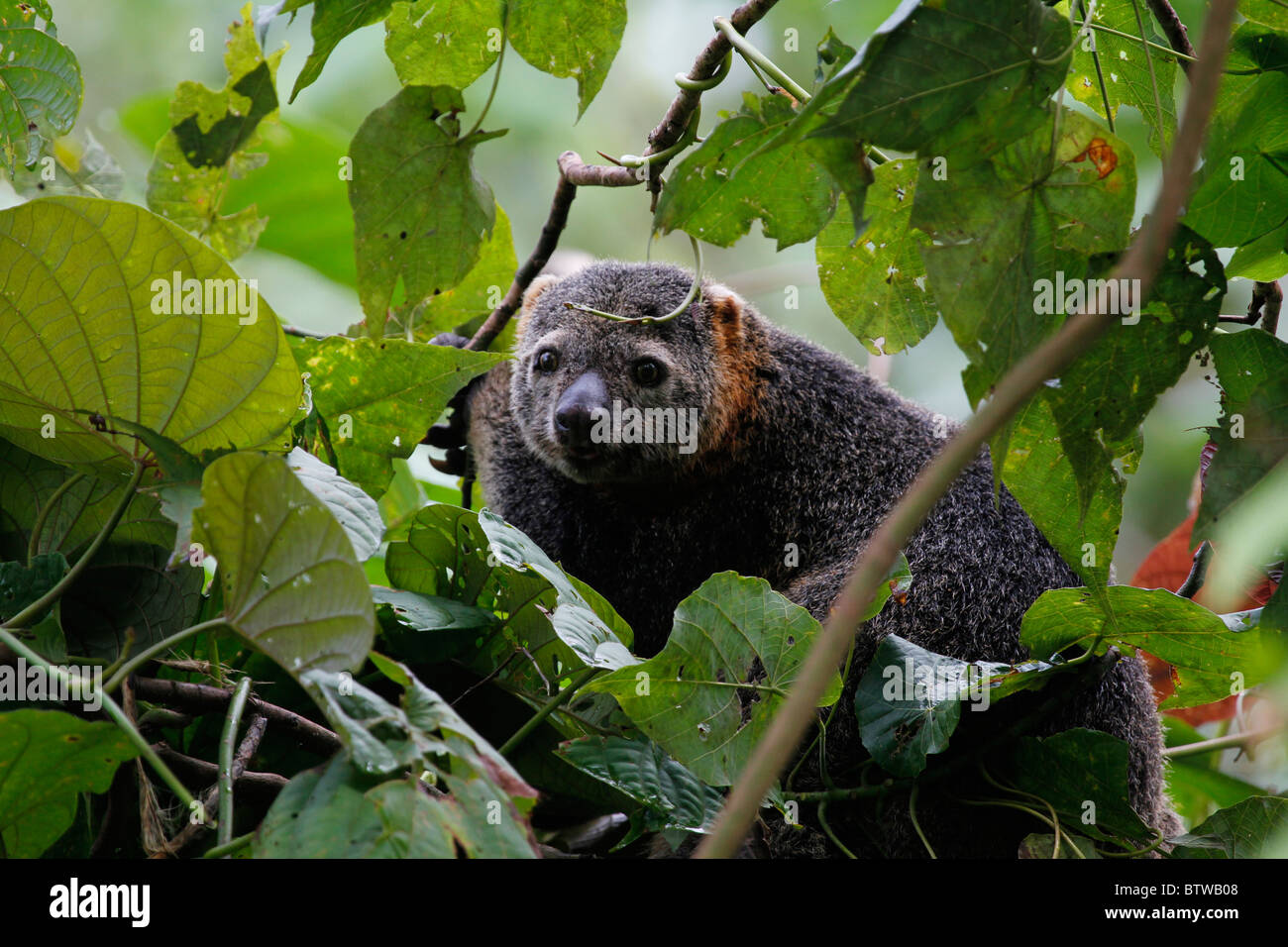 Adult Bear cuscus Ailurops ursinus Stock Photo - Alamy