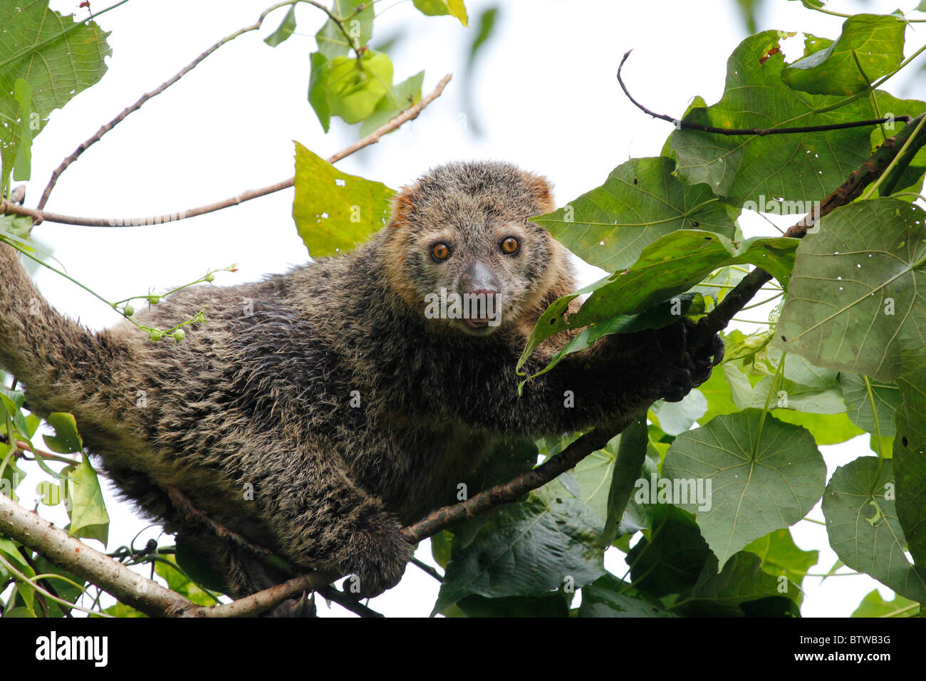 Bear cuscus Ailurops ursinus Stock Photo - Alamy