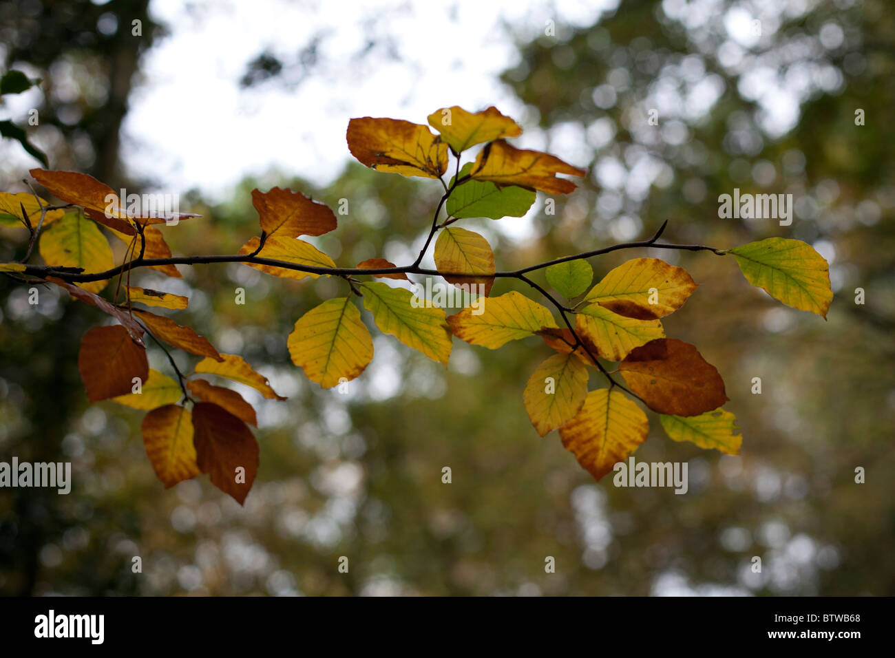 Woodland scene autumn leaves Stock Photo - Alamy