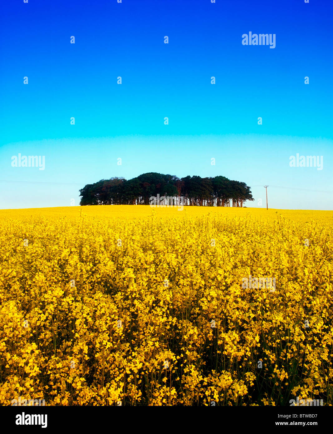 Crops, Oil Seed Rape Stock Photo - Alamy