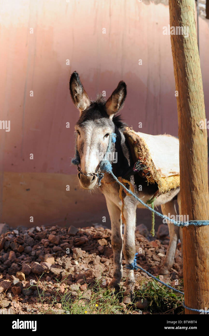 Tied To Tree High Resolution Stock Photography and Images - Alamy
