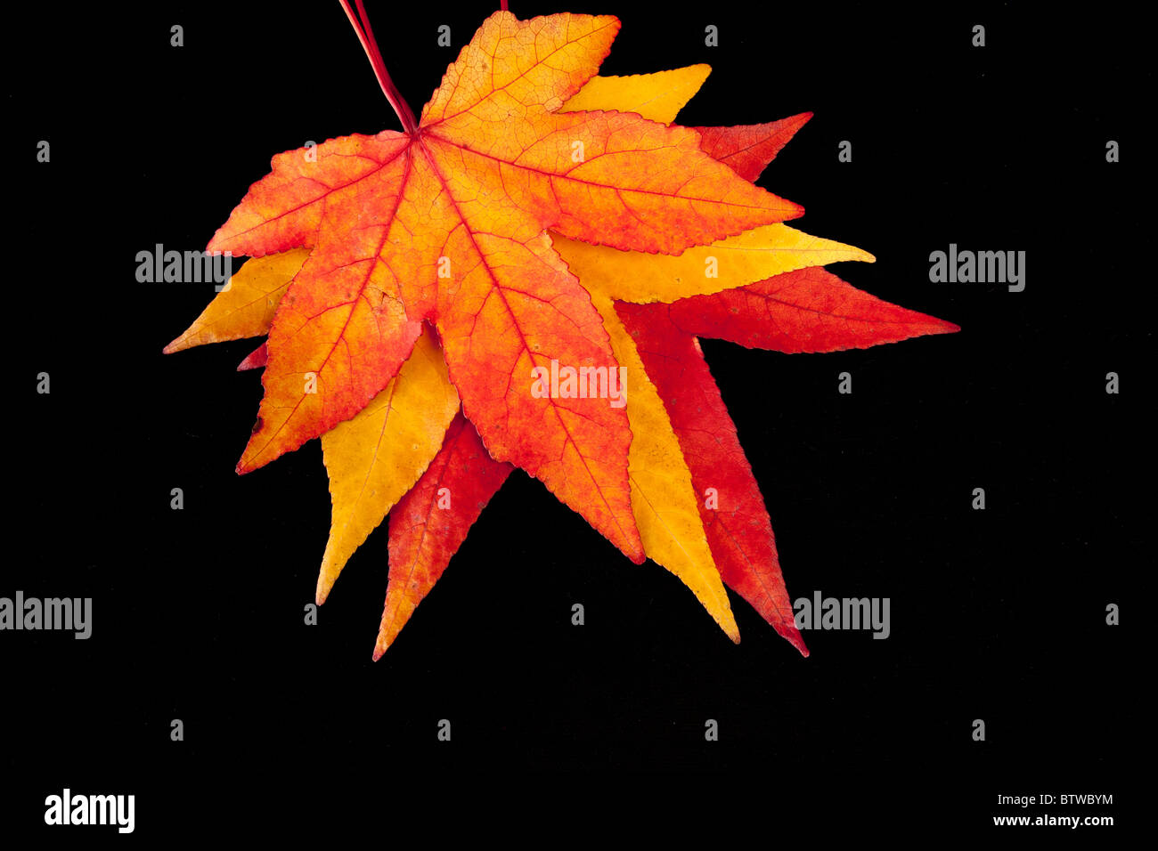 AUTUMN LEAVES COMPOSITION Stock Photo - Alamy