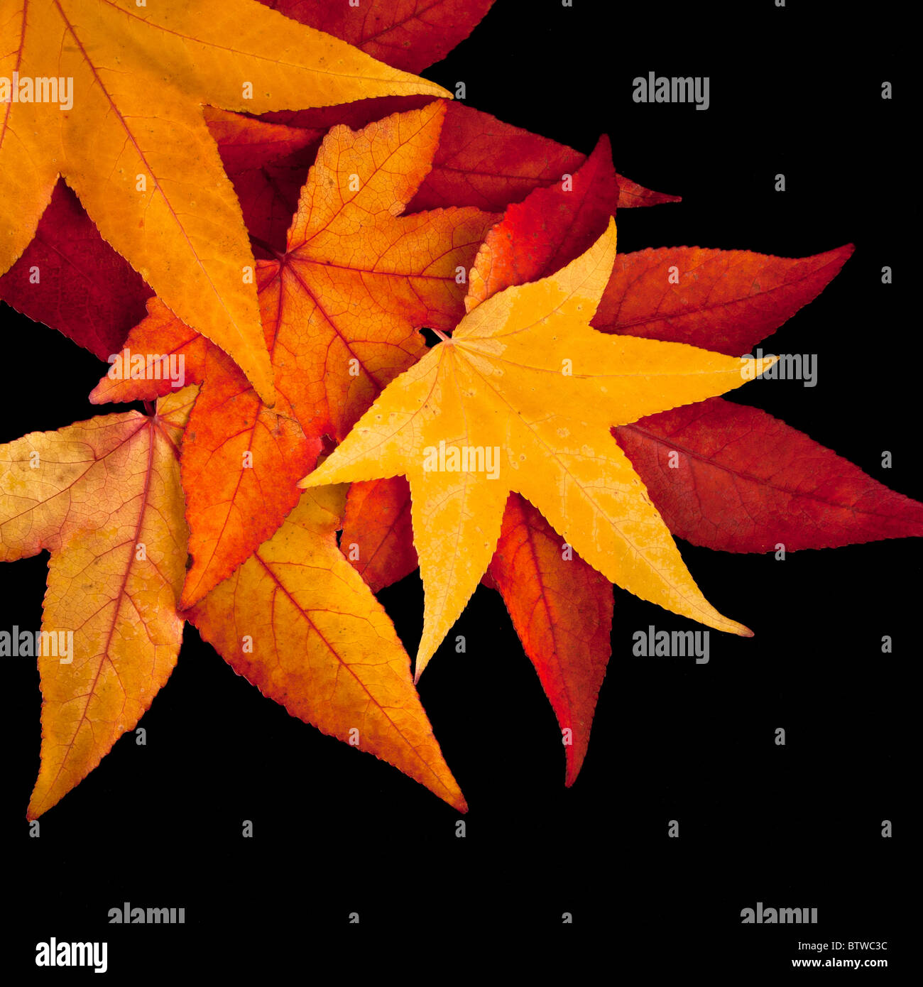 AUTUMN LEAVES COMPOSITION Stock Photo - Alamy
