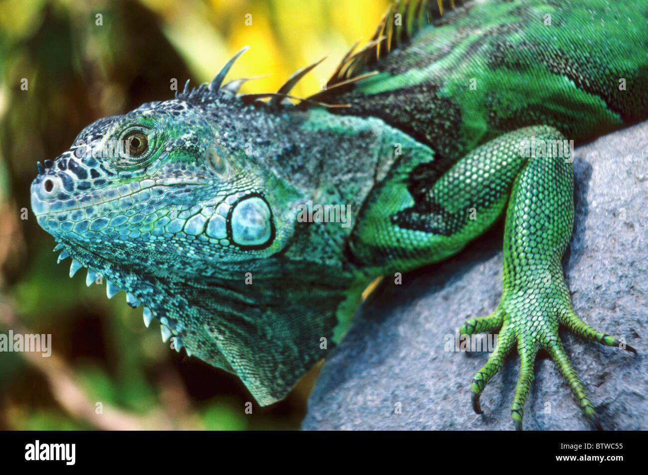 Common Green Iguana, (Iguana iguana), Belize River, Belize Stock Photo ...