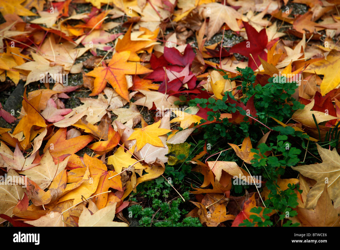 autumn leaves in garden Stock Photo - Alamy