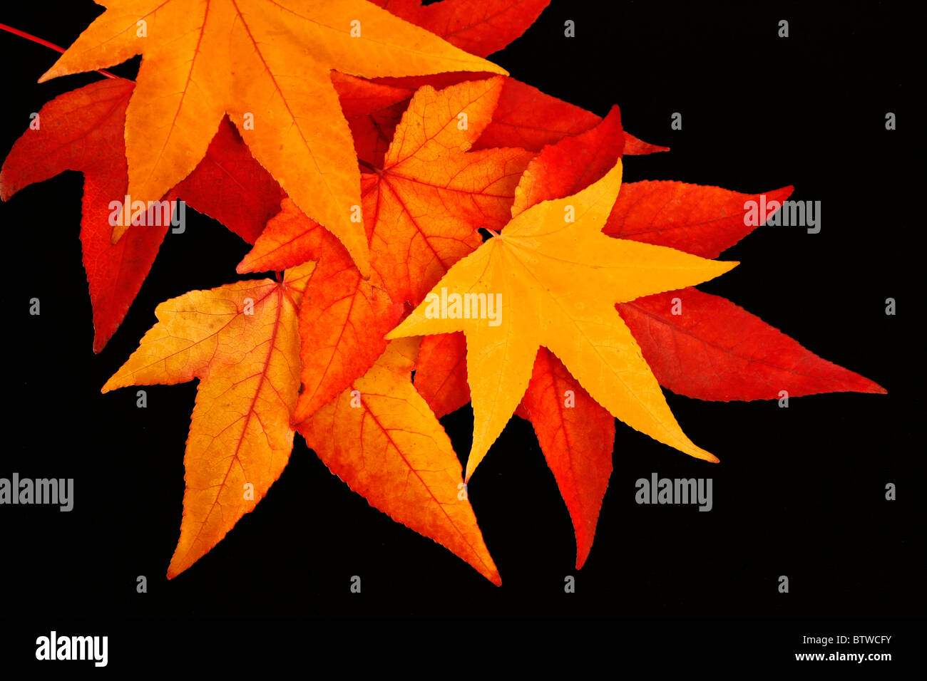 AUTUMN LEAVES COMPOSITION Stock Photo - Alamy