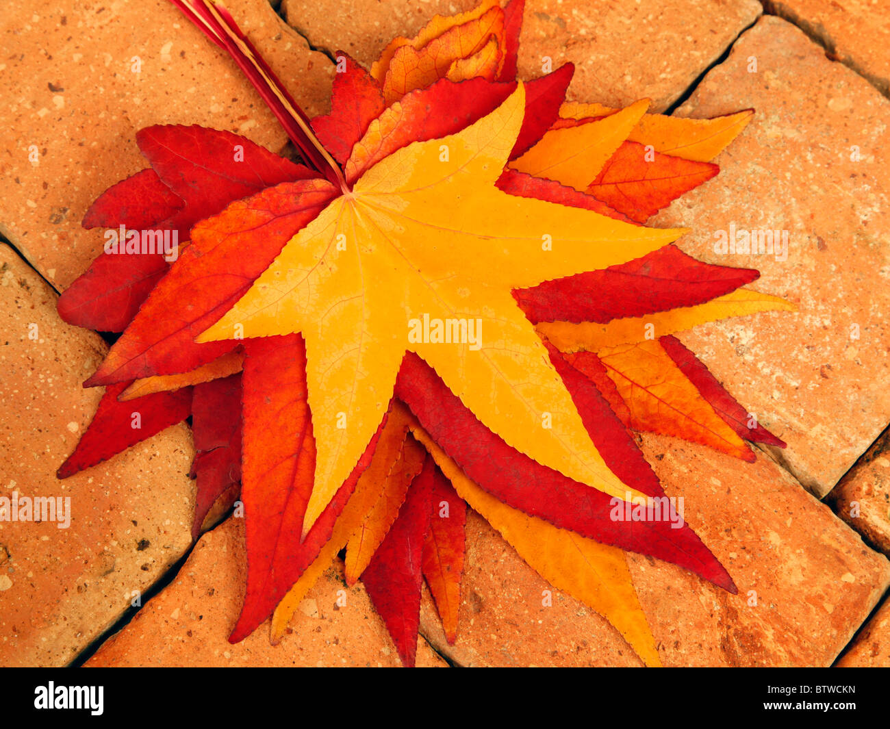 AUTUMN LEAVES COMPOSITION Stock Photo - Alamy