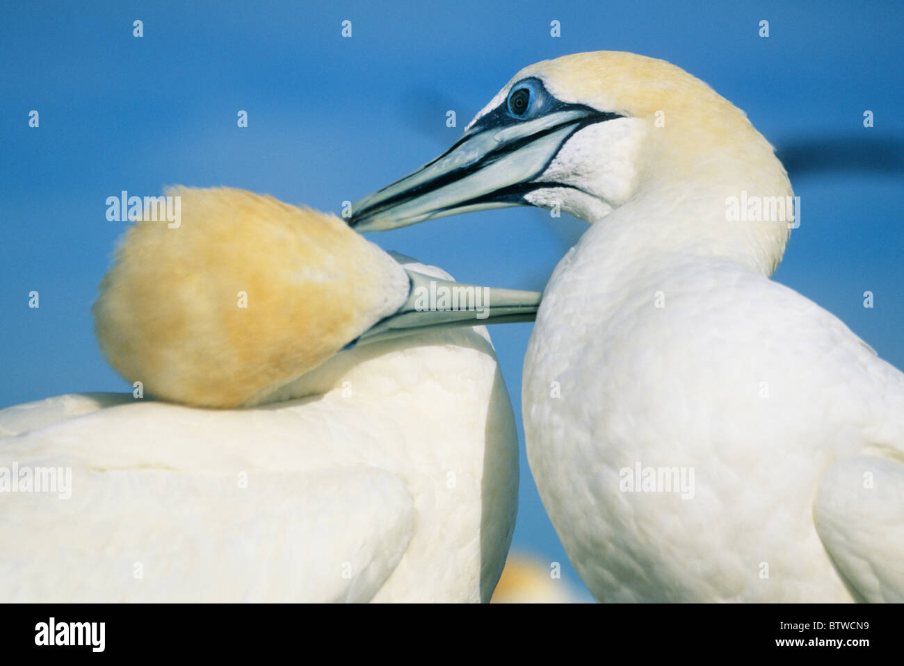Preening preen behavior kiss kissing behaviour wild wildlife hi-res ...