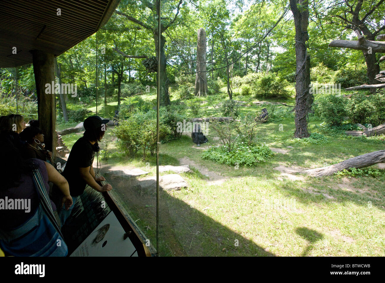 Congo Gorilla Forest enclosure at the Bronx Zoo Stock Photo - Alamy