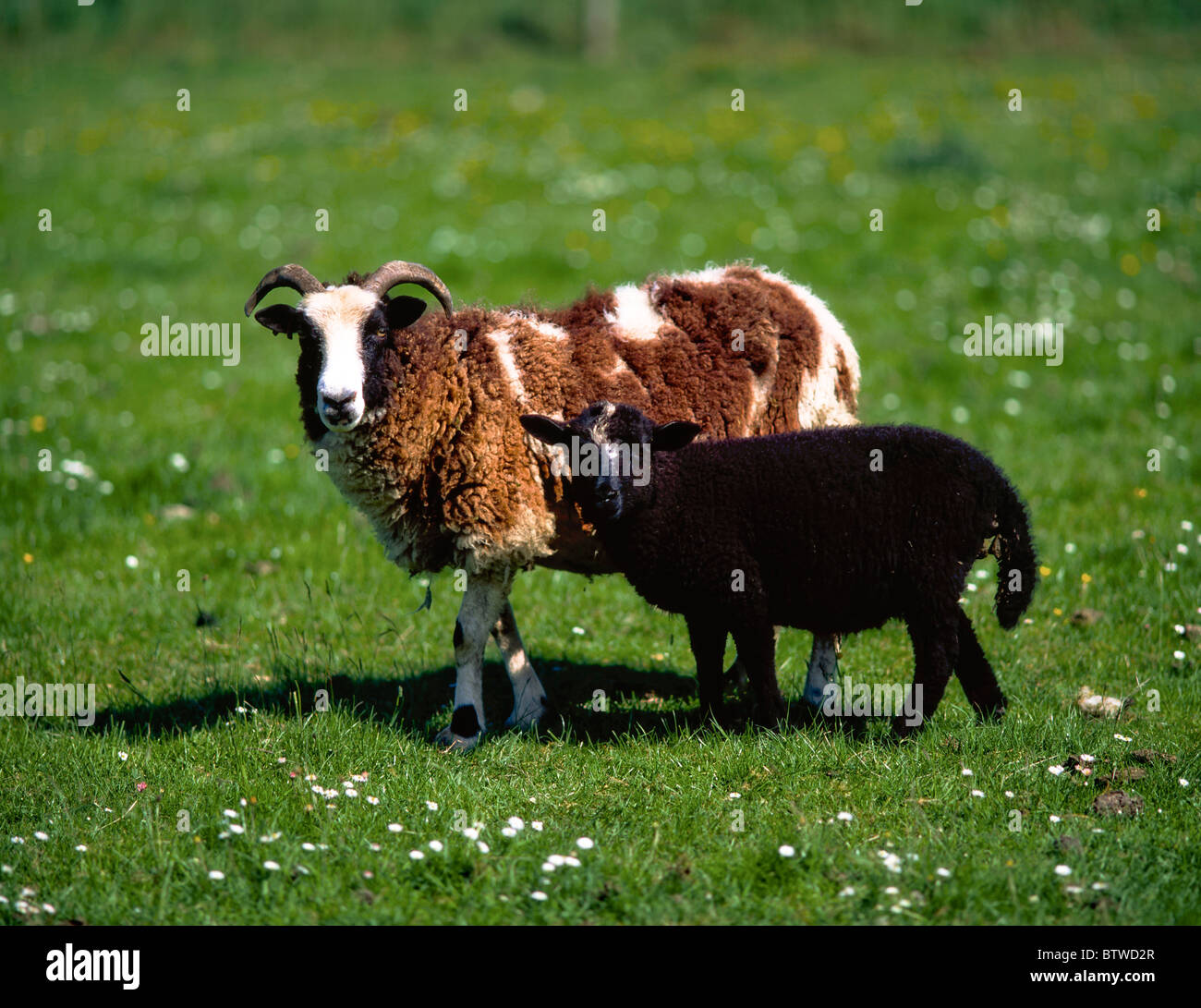 Jacob scenes hi-res stock photography and images - Alamy