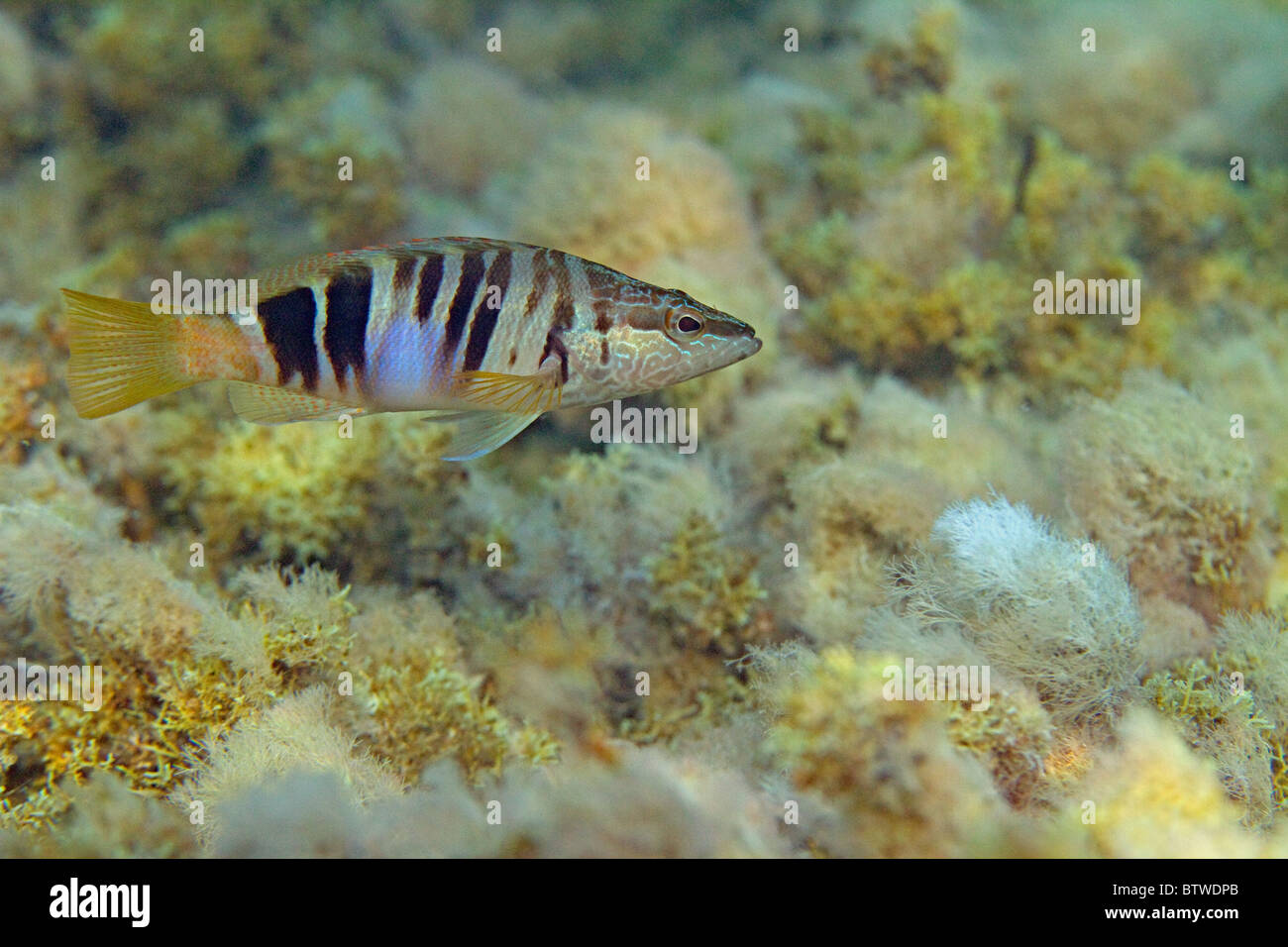 painted comber in shallow waters Stock Photo - Alamy