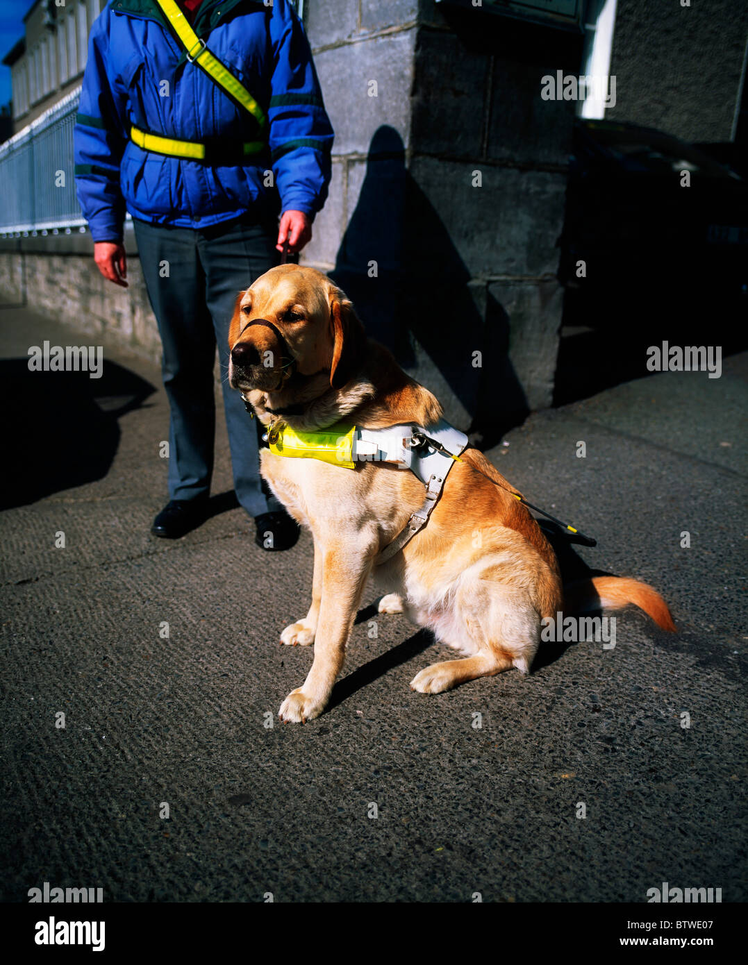 Man training guide dog hi-res stock photography and images - Alamy