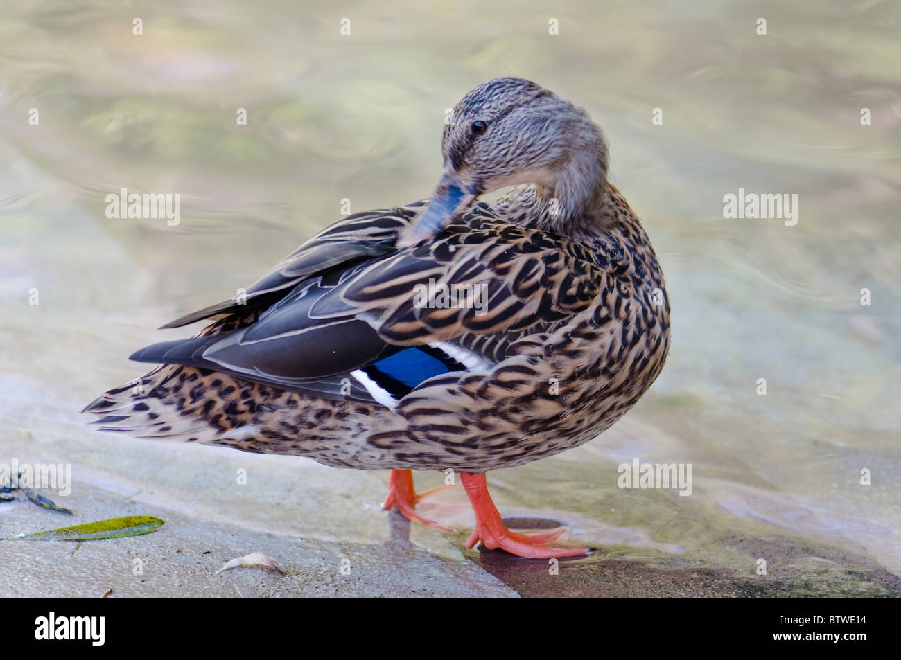 Duck in water Stock Photo - Alamy