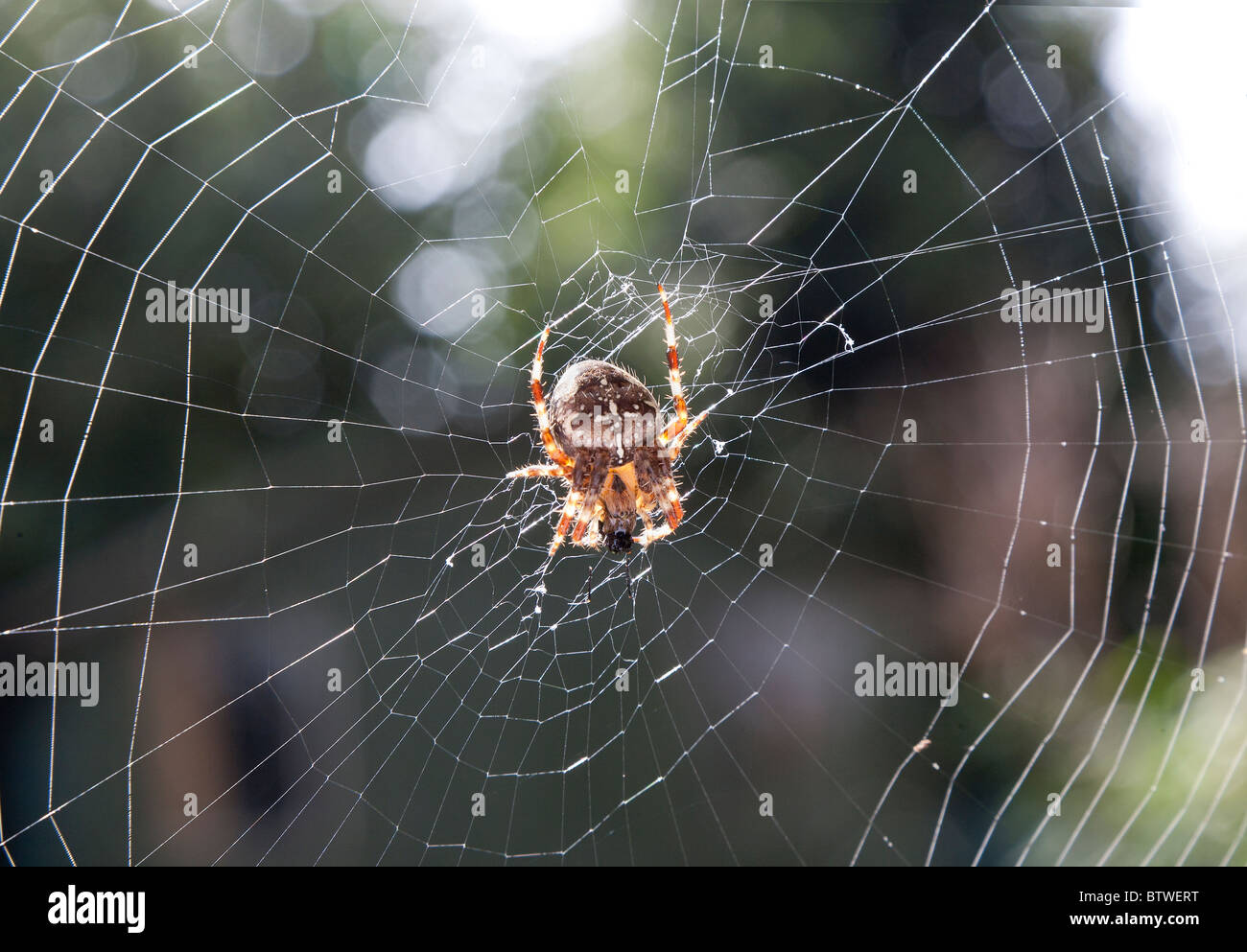 Spider web filaments hi-res stock photography and images - Alamy